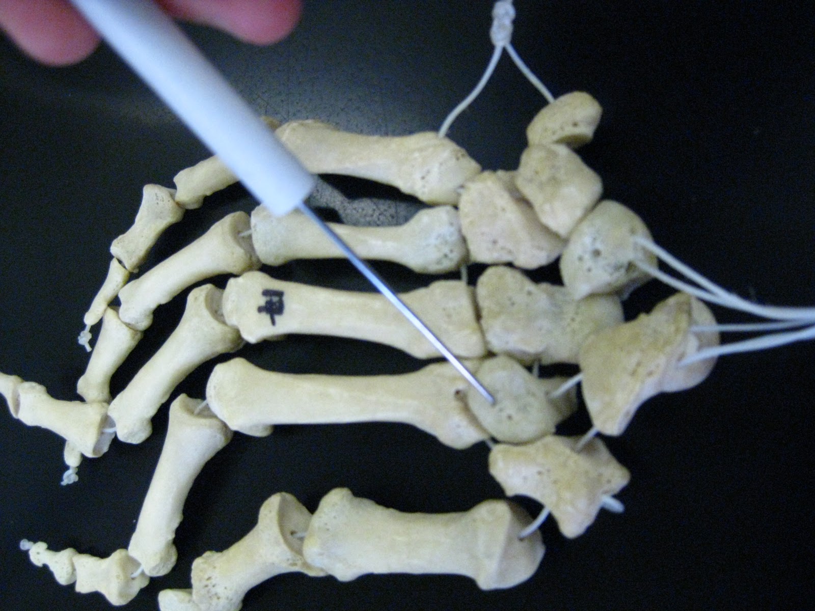 Boned: Human Skeleton - hand