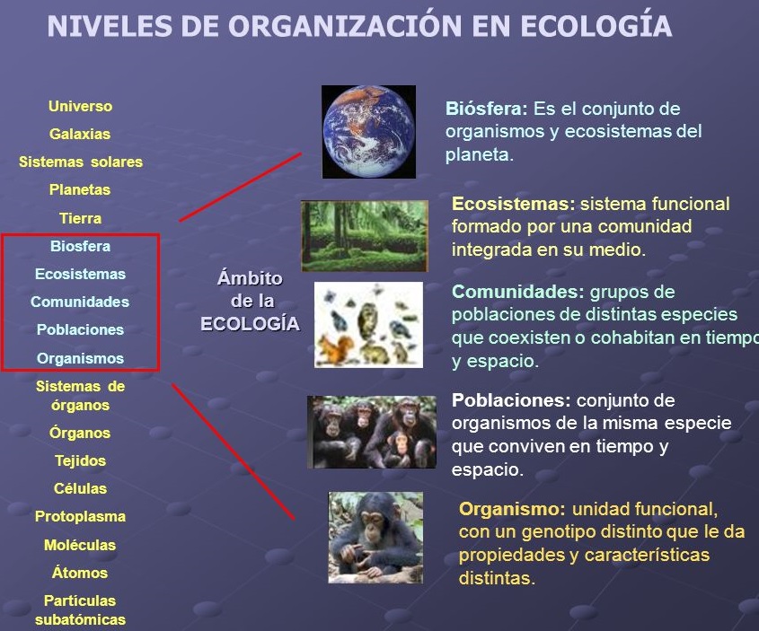 NIVELES DE ORGANIZACIÓN DE LA ECOLOGÍA