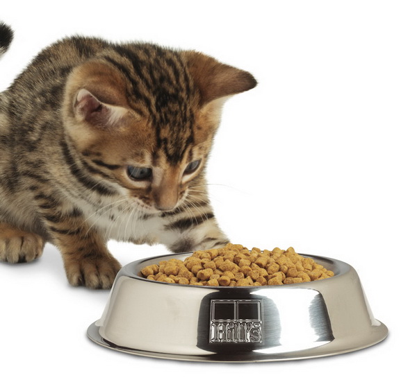 Hello My Cat: People Foods Your Cat Should Never Eat! Hello My Cat: People Foods Your Cat Should Never Eat!