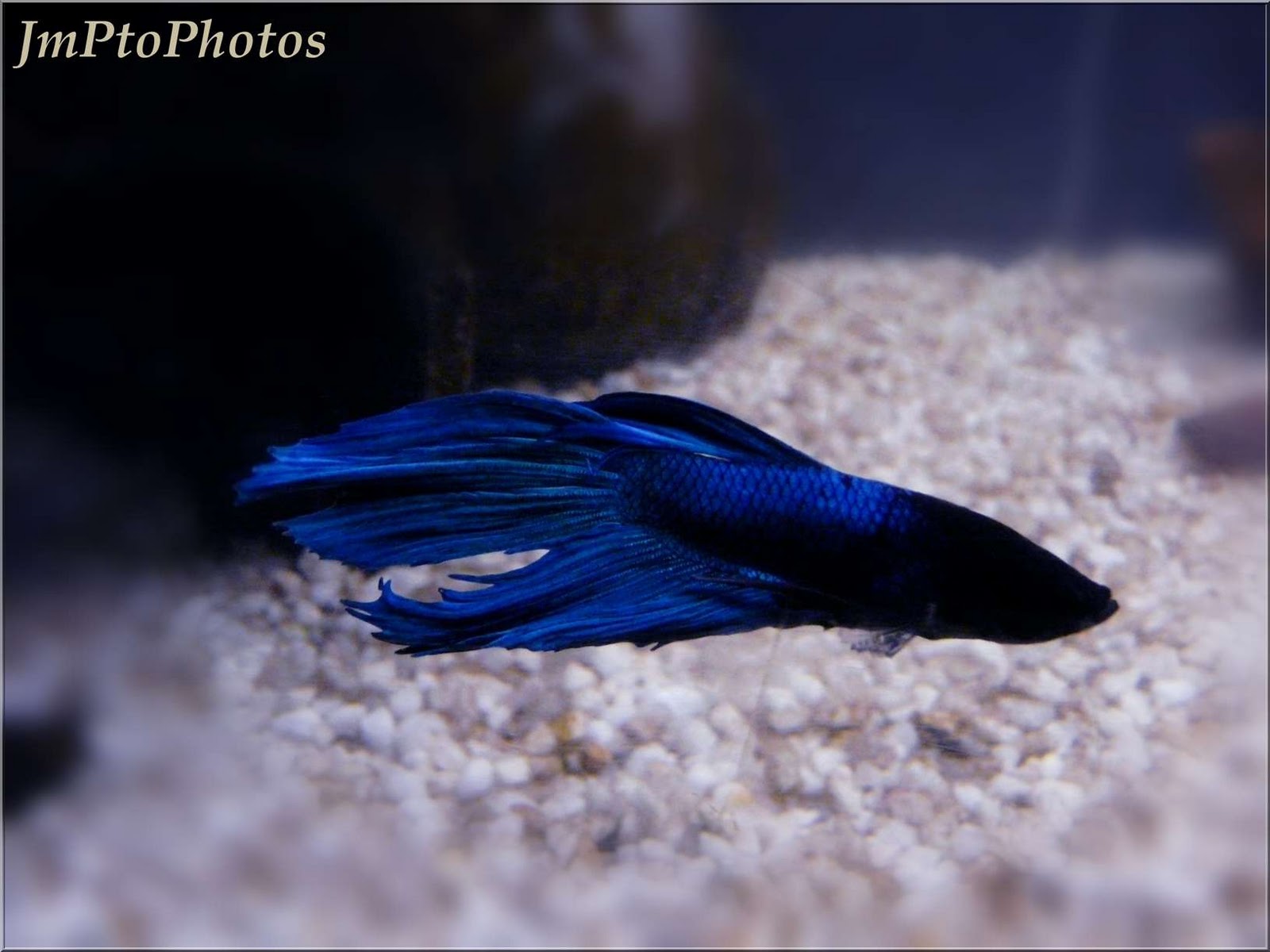 JmPtoPhotos: Betta splendens. ( Combattant ).