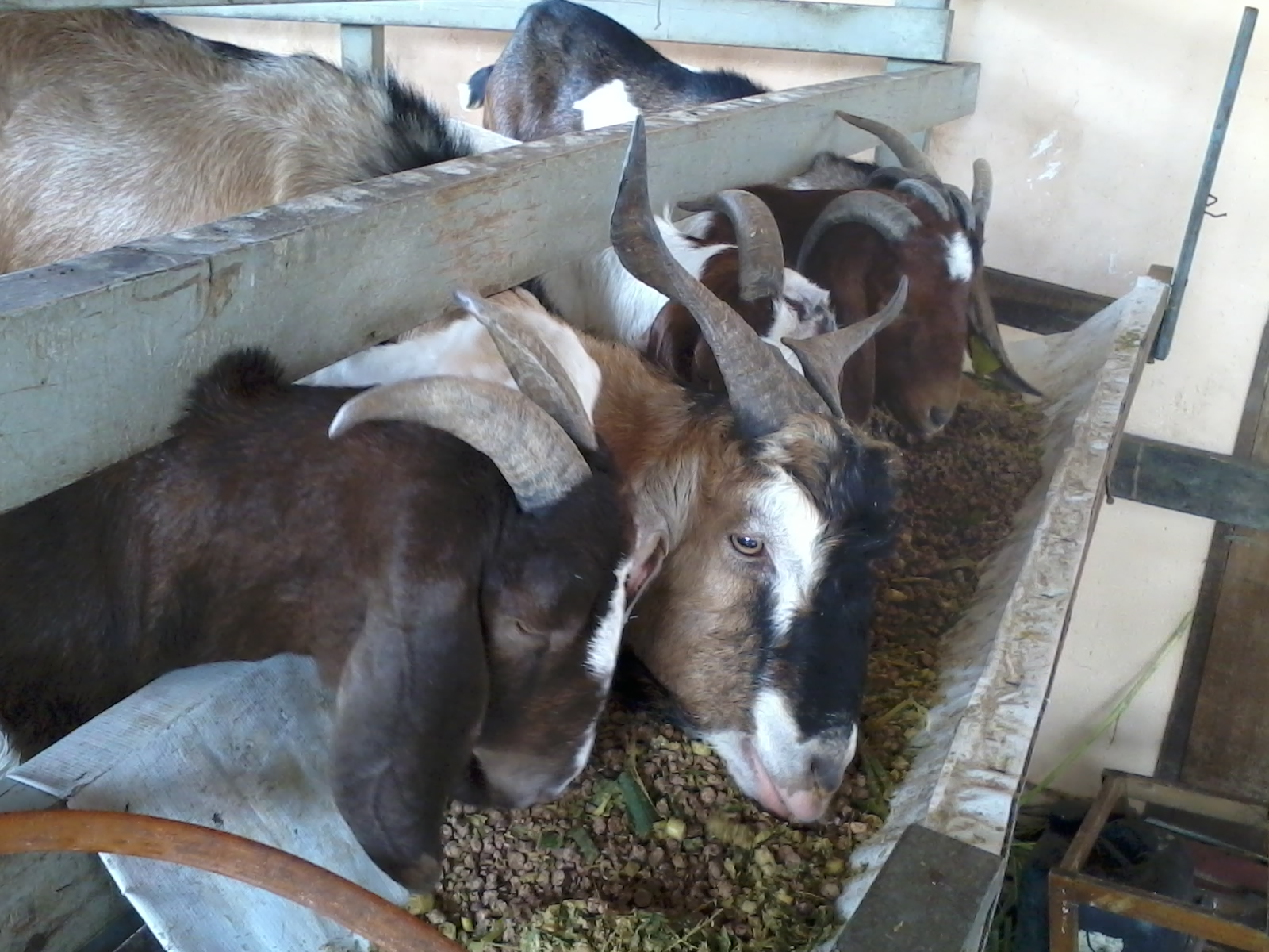 Penternakan Sunnah Nabi: Kambing oh kambing..