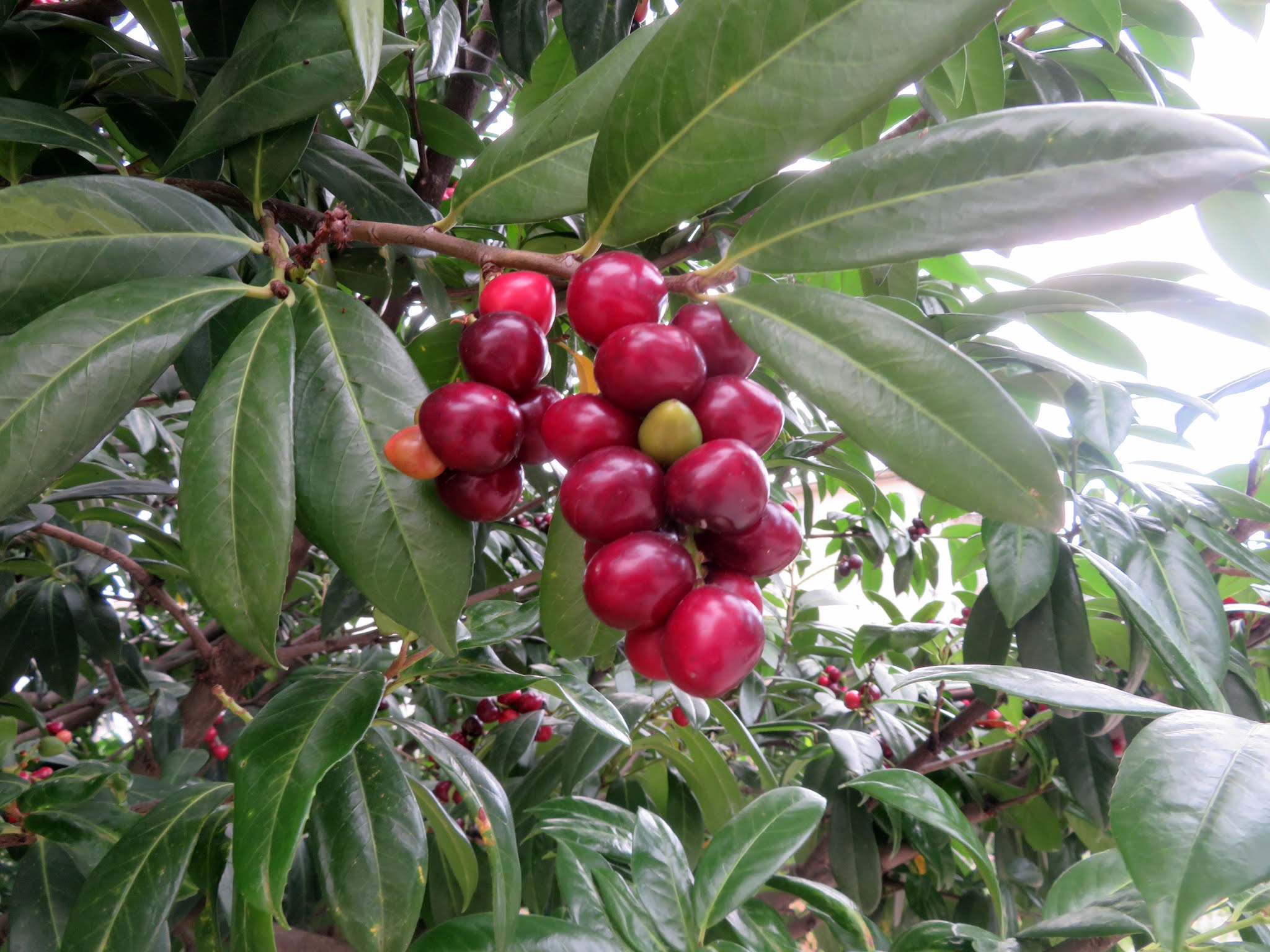 Cittaslow Botanik Park: KARAYEMİŞ AĞACI