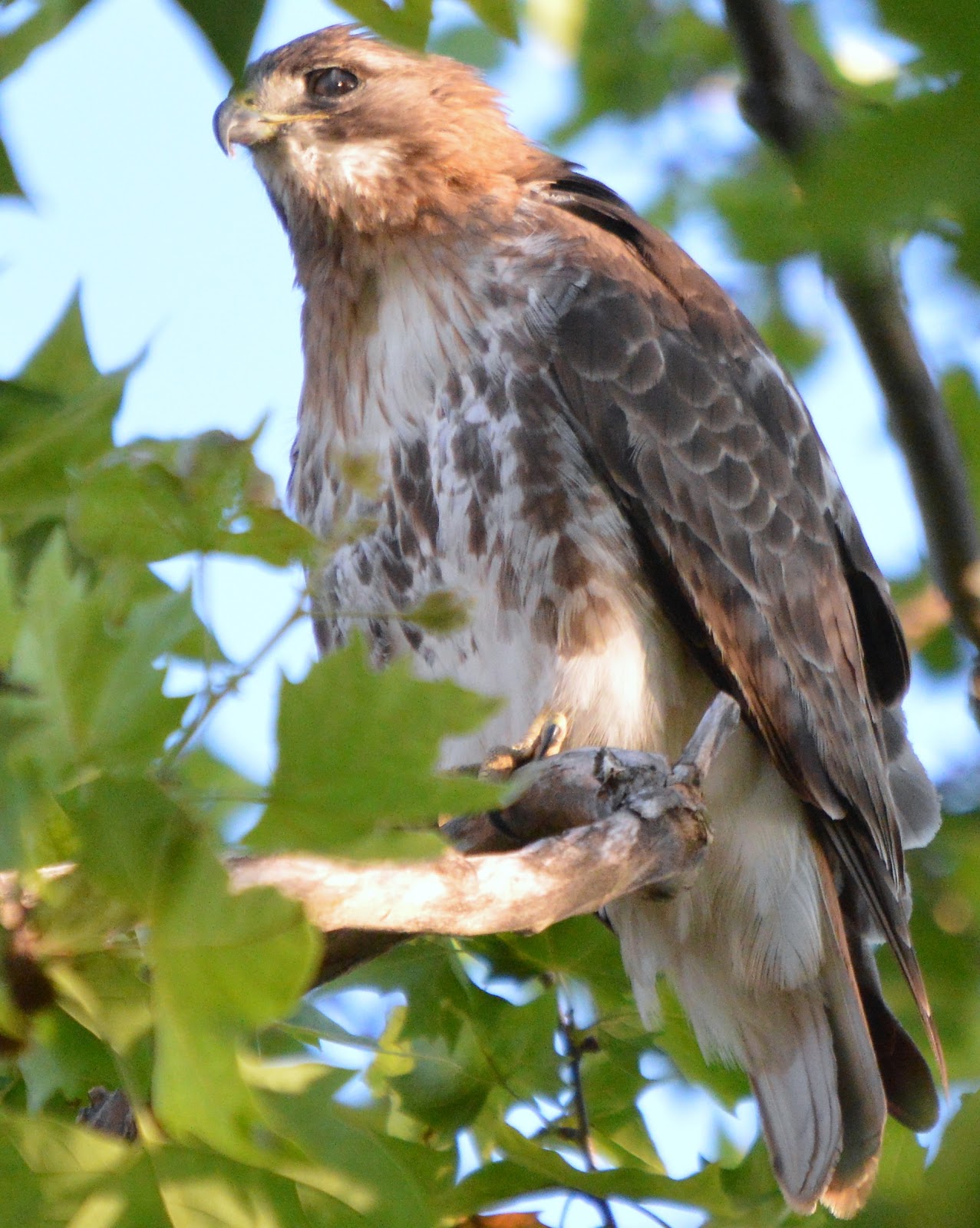 Hawkwatch at the Franklin Institute: Locked talons, more ledging ...