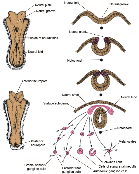 Sinir Sisteminin Embriyolojik Gelişimi