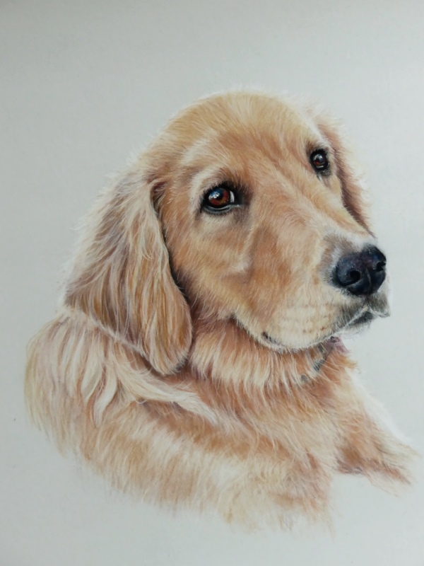 Pencilpix by Sue Clinker: 02/03: CONCORDE & DOG UPDATE