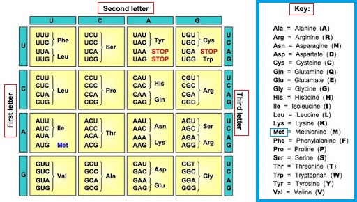 Rusty's Bio-zone: MOLECULAR BASIS OF INHERITANCE