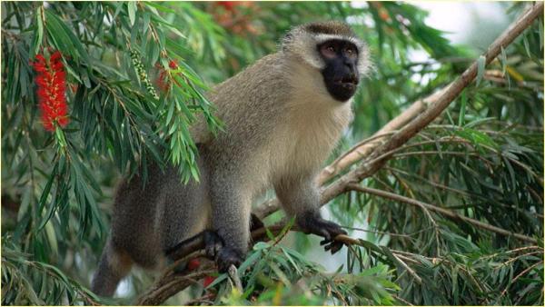 Uchunguzi Usafirishaji wa Tumbili Wakamilika - MULO ENTERTAINER