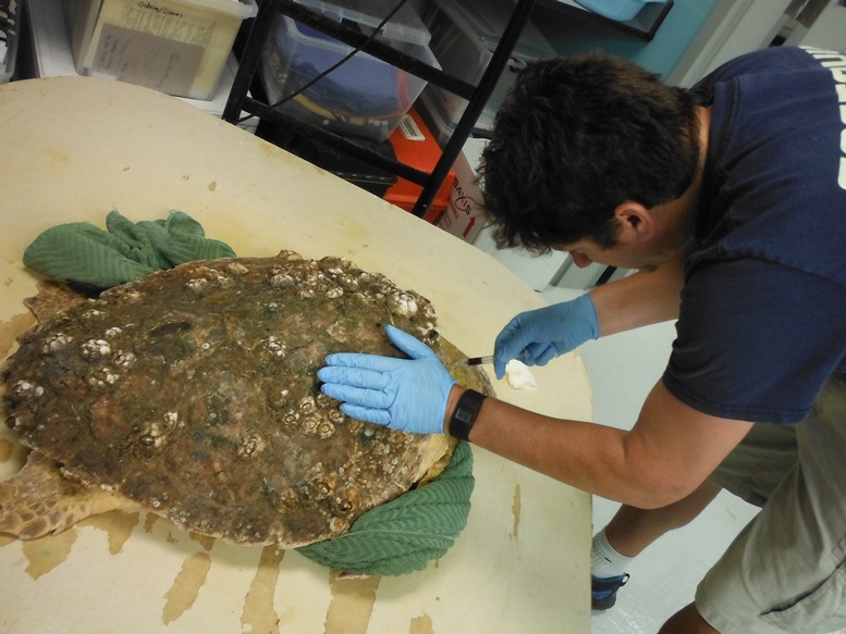Sea Turtle Hospital: Second sea turtle admitted in two days