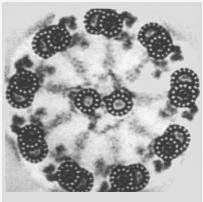 Ivernalia: 2º Bachillerato Biología UD 8 La célula eucariota I: La ...