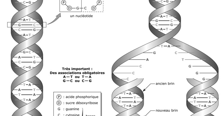 Réplication de l'ADN ~ COURS de la pharmacie