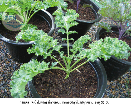 ZEN HYDROPONICS: คะน้าใบหยิกสีเขียวเอฟวัน (Green Kale / Kale Rogue F1)