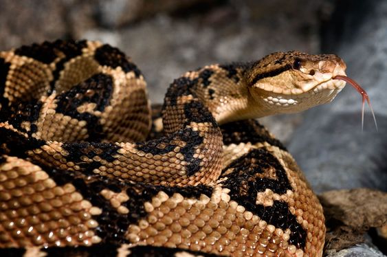 PLAAN : SHUSHUPE - Lachesis muta