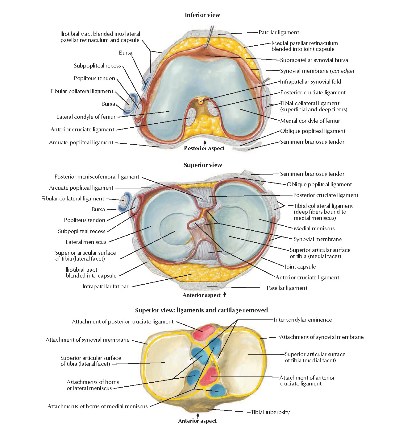 Knee: Interior Views Anatomy - pediagenosis