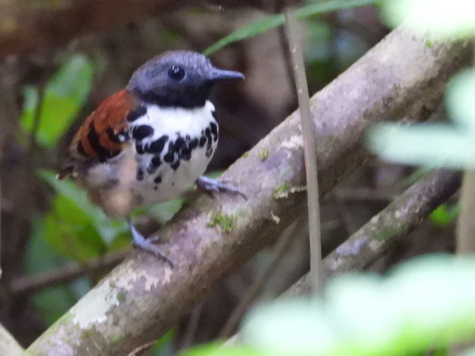 Bird & Travel Photos, Birding Sites, Bird Information: MALE SPOTTED ...