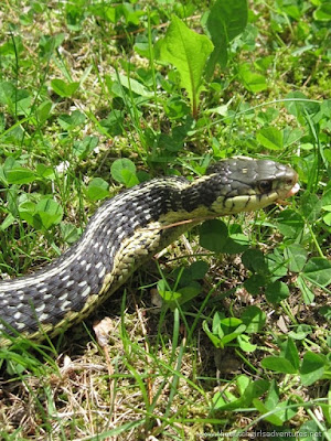 The Dutch Girl's Adventures: Lola