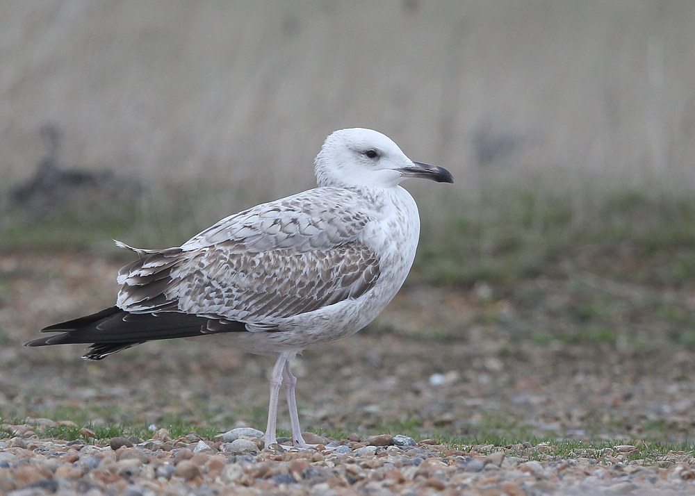 Richard Smith - Birdwatching Days Out: CASPIAN GULL, 1st winter x 3 ...