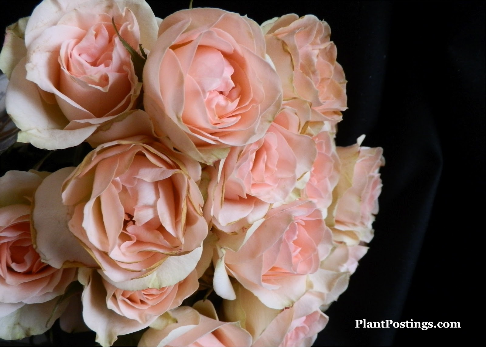 PlantPostings: Seasonal celebrations: oh my!