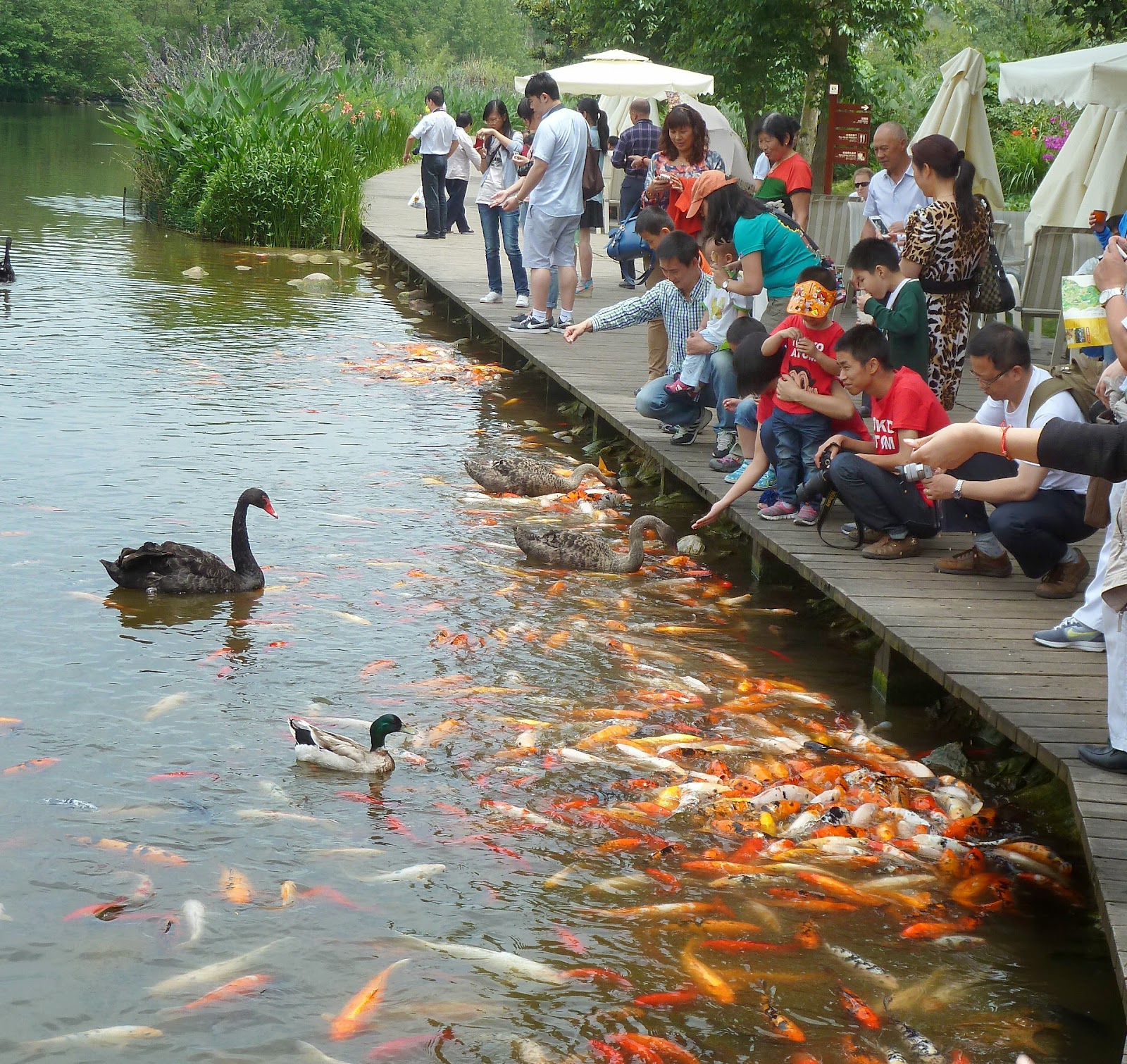 Multitasker: A romp with the Giant Pandas of Chengdu