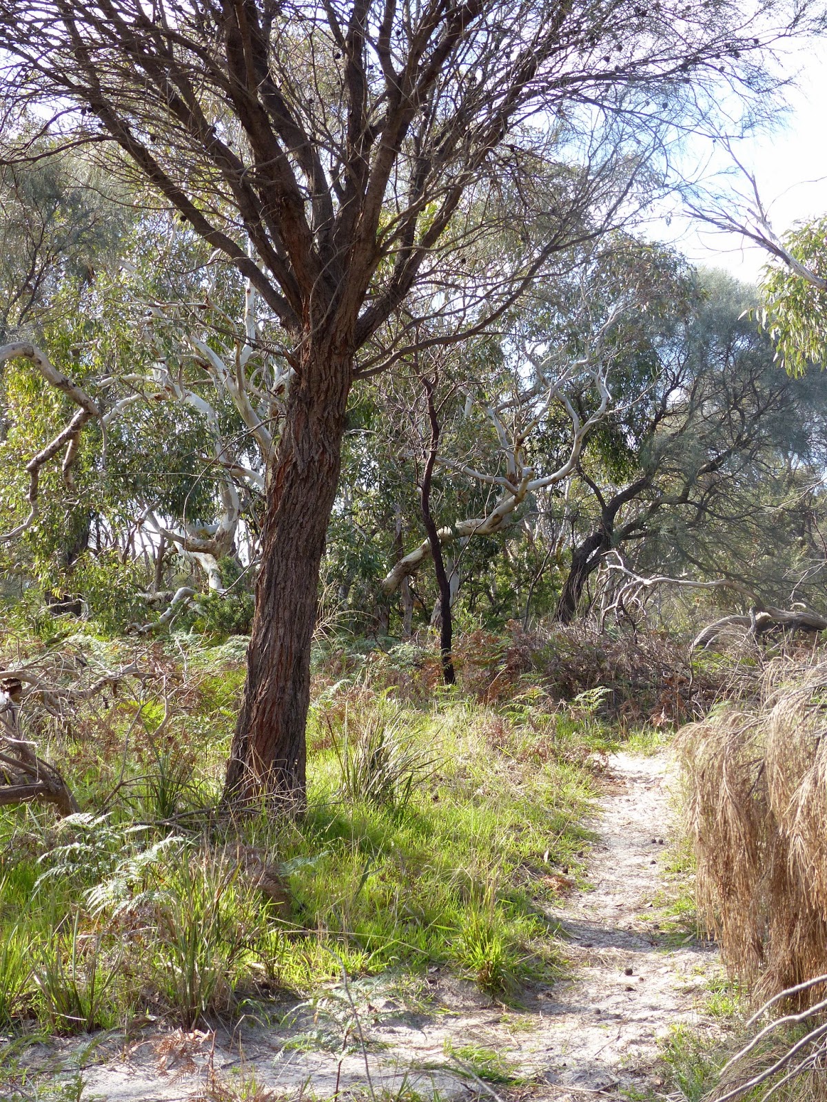 monique's mess: Aldinga Scrub , South Australia