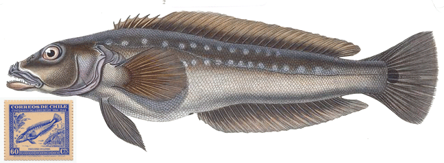 Filatelia Peces: Chile, Los peces en los sellos chilenos