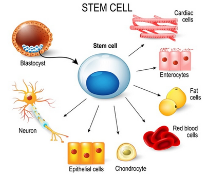 Contoh Makalah PERKEMBANGAN BIOTEKNOLOGI STEM CELL - Tax Attorney