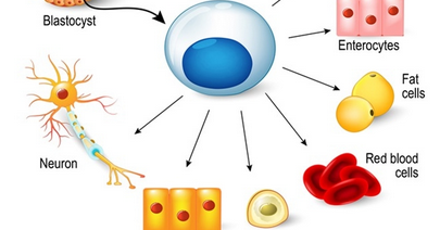 Contoh Makalah PERKEMBANGAN BIOTEKNOLOGI STEM CELL - Tax Attorney