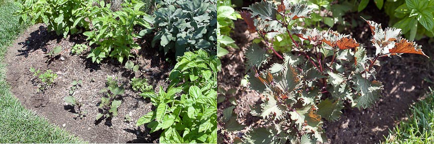 FOODjimoto: August 2013