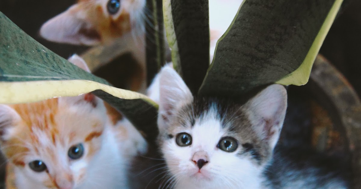 Gambar Anak Kucing Yang Comel Dan Riang Membikin Si Tambi Cemburu
