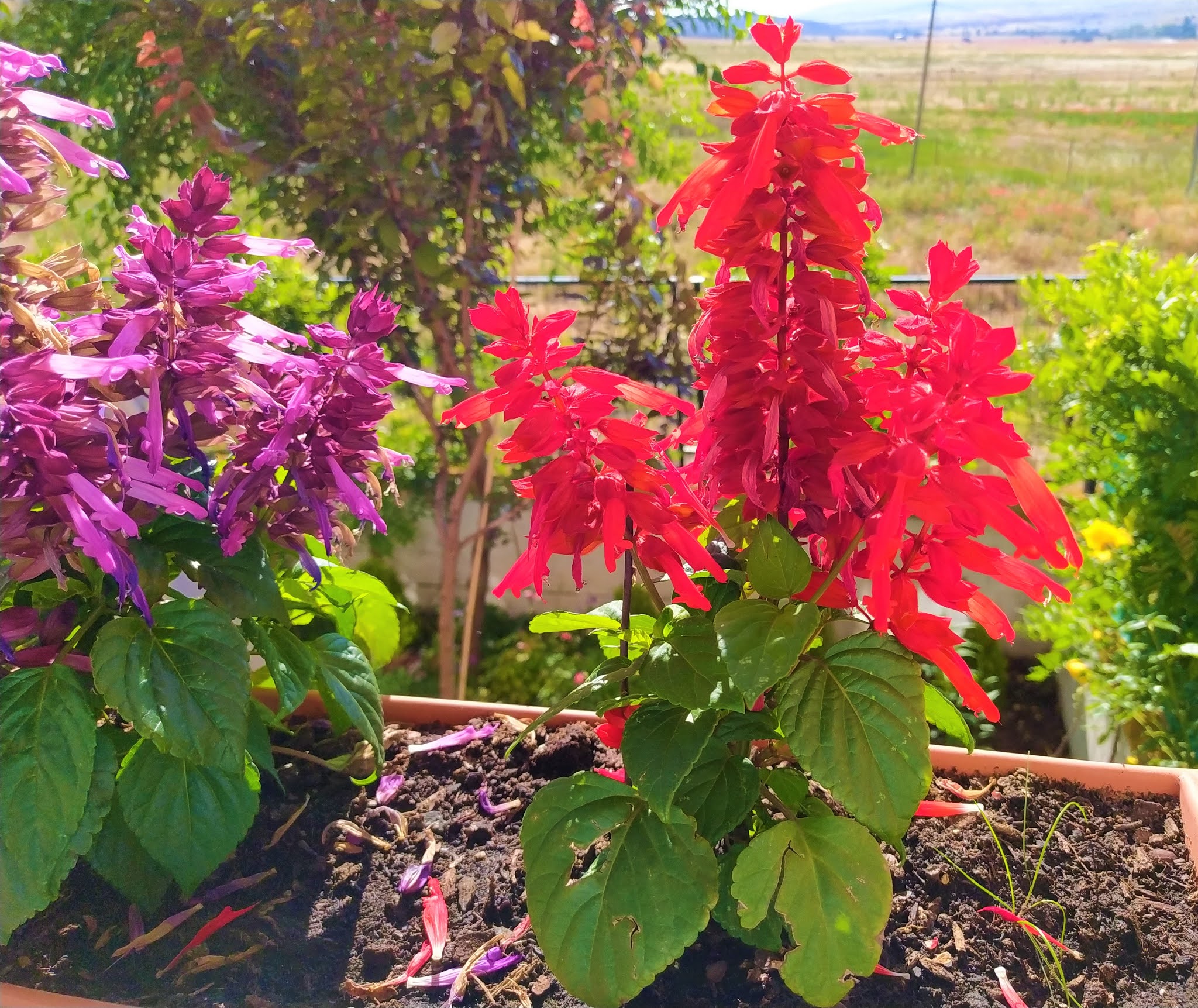 Biosfera vegetal.: Salvia roja (Salvia splendens Sellow ex Schult.).