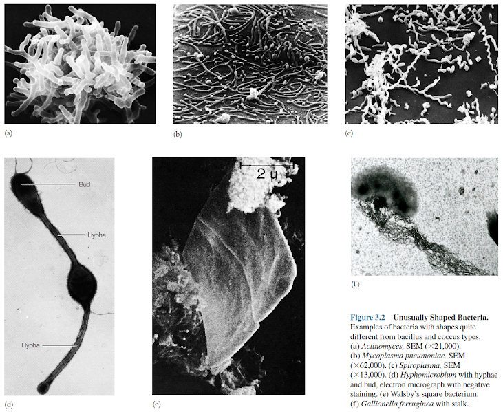 Microbiology Notes: Bacterial Cell Structure and Function