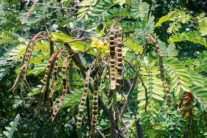 ដើមអង្កាញ់, Cassod / Kassod tree(Senna siamea)