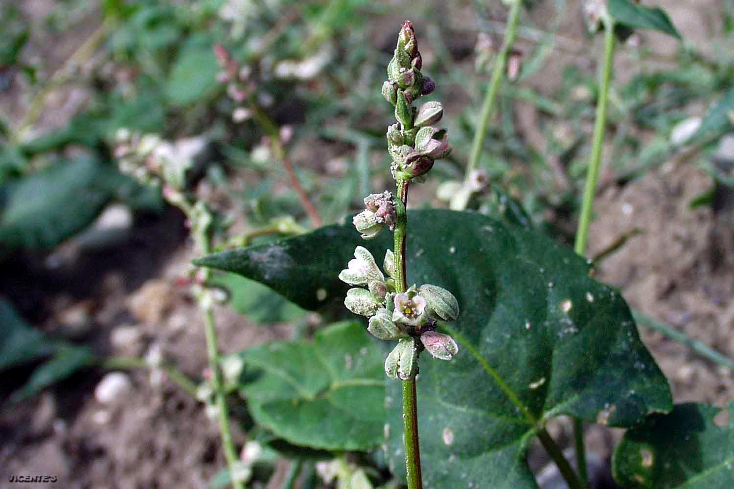 Las flores silvestres de Hormaza: Fallopia convolvulus