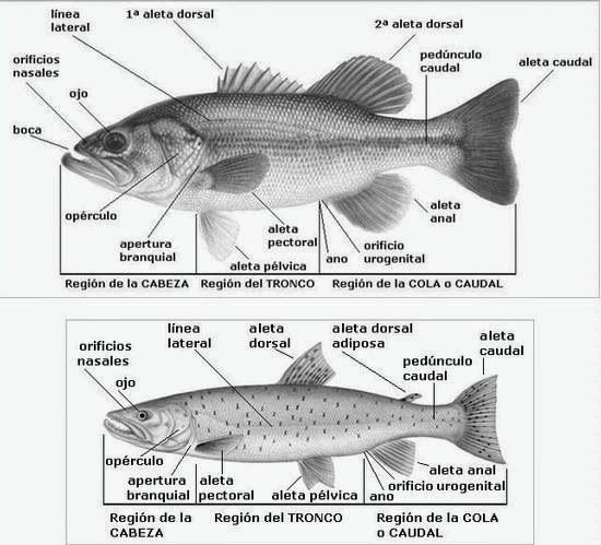 QUINTOELEJA 2014-2015: LA FORMA DE LOS PECES