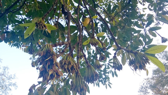 Spice of Life!: Upside Down (ThursdayTreeLove)