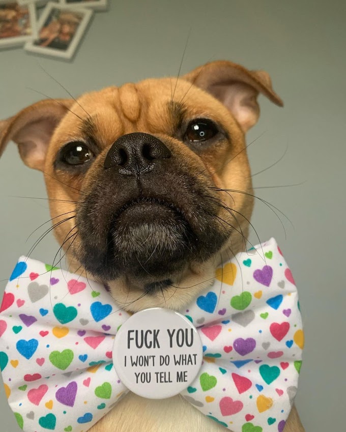 21 Funny Pug Photos That Made The Internet Go "Whoa" This Week