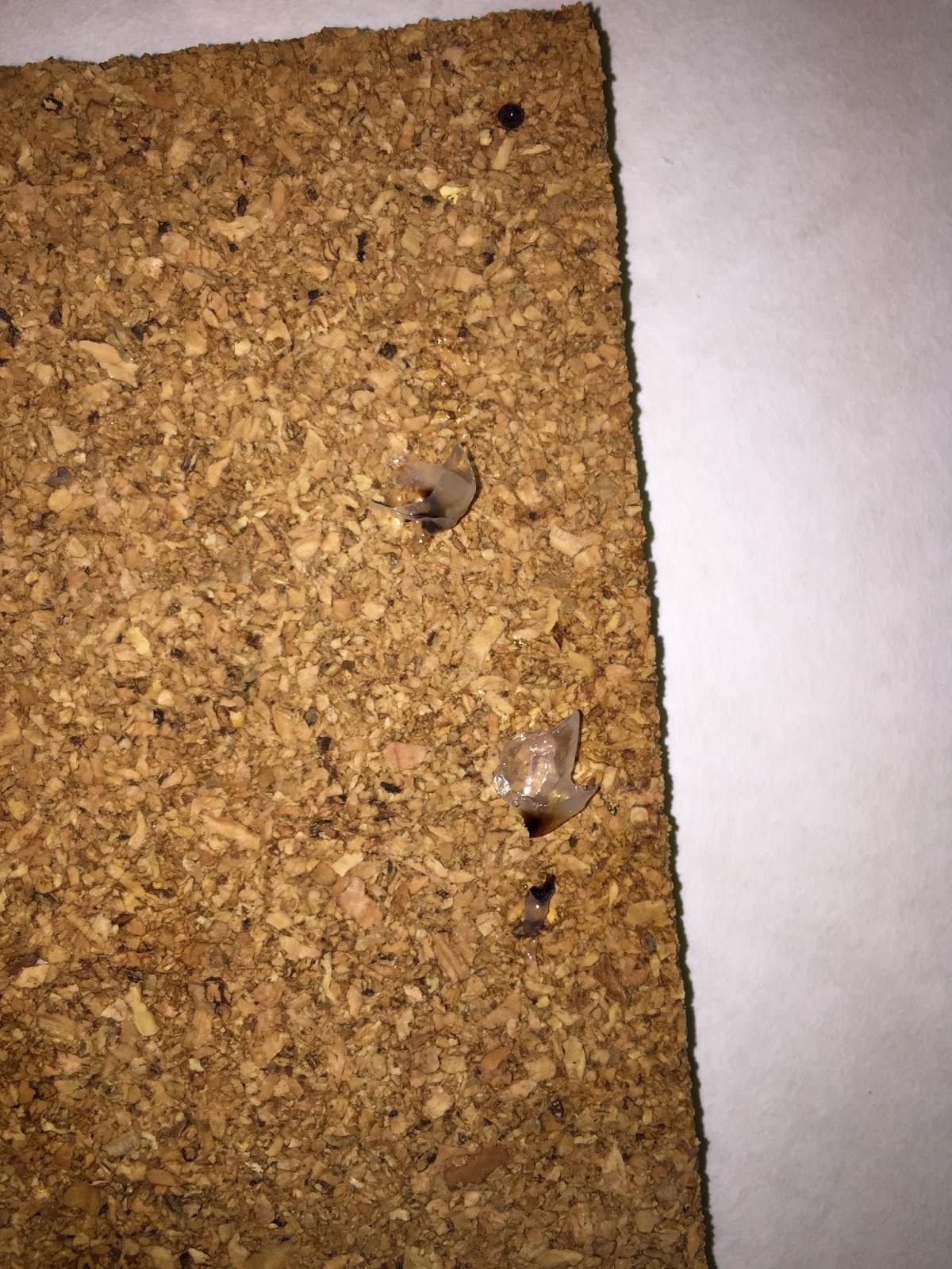 Biología y ANAtomía de 1ºBach: Práctica de DISECCIÓN DE UN CALAMAR