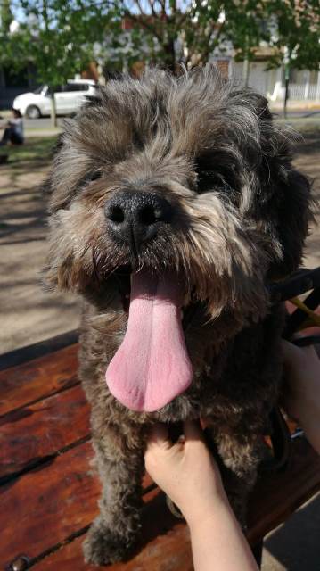 Adoptándonos: Bello perrito mestizo de caniche en adopción muy responsable