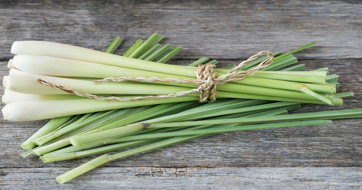 Comment utiliser la citronnelle ? - Phytothérapie ~ Sport et Santé