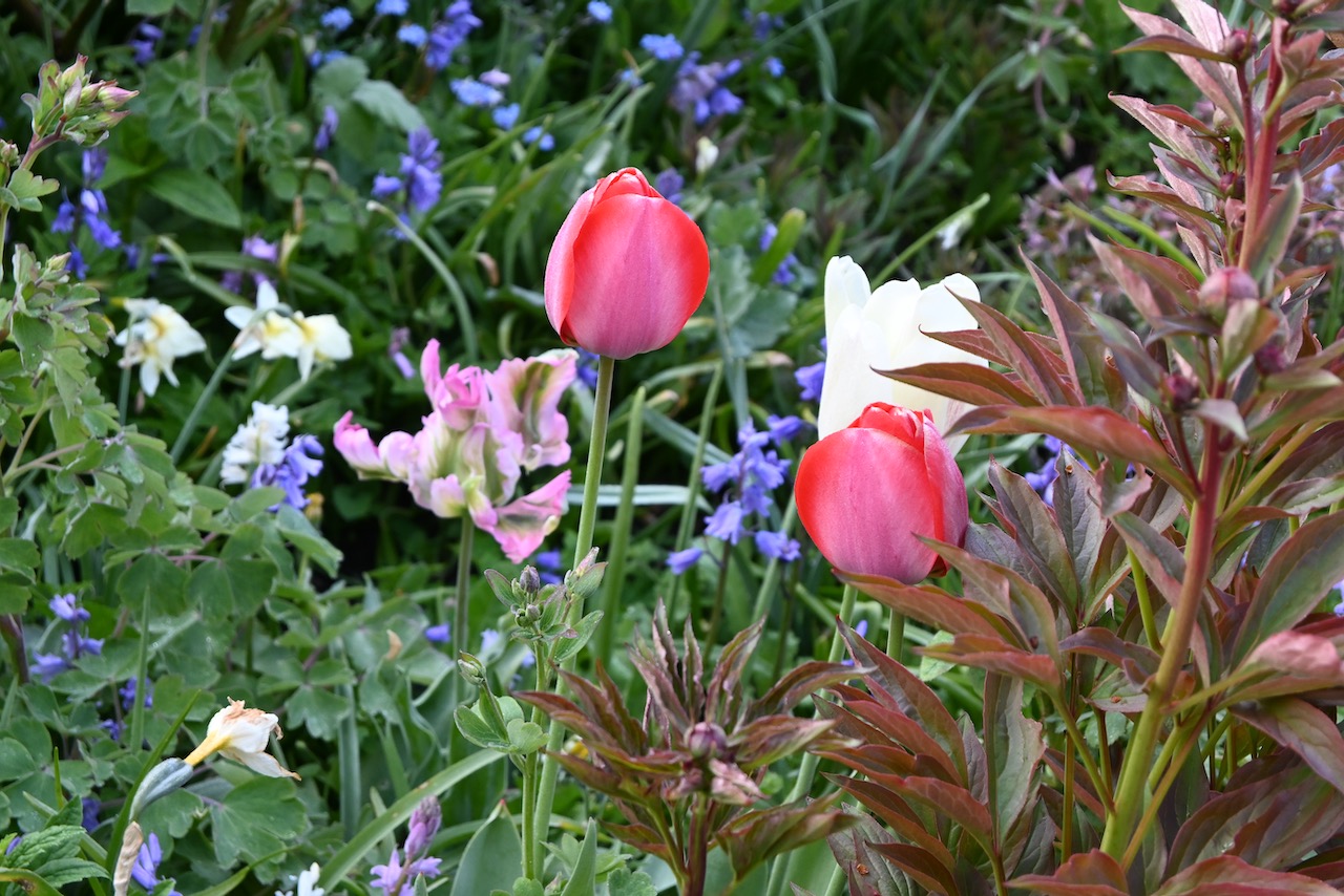 Wat doe je met uitgebloeide tulpen.