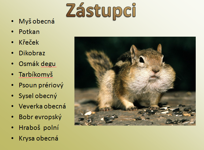 Sehnalová Sabina =): Prezentace Hlodavci