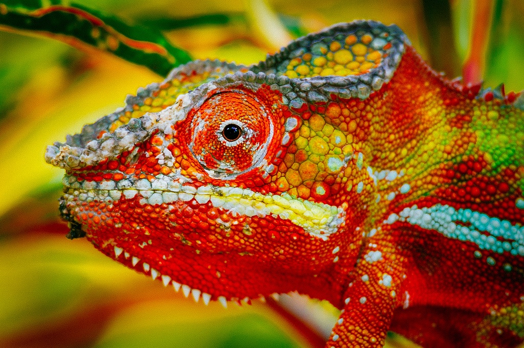 Tout savoir sur le Caméléon (polyglotte) en italien / Il camaleonte...