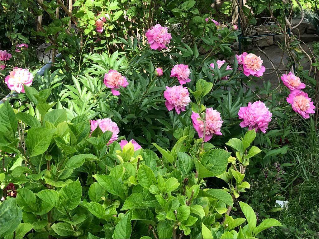 Time in the garden: Tufa de bujori roz