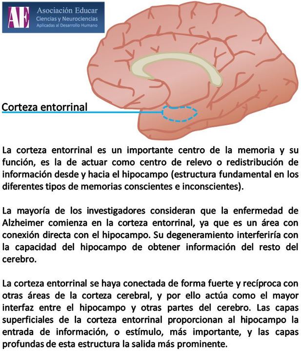 Neurociencia y Plasticidad Cerebral: La corteza entorrinal