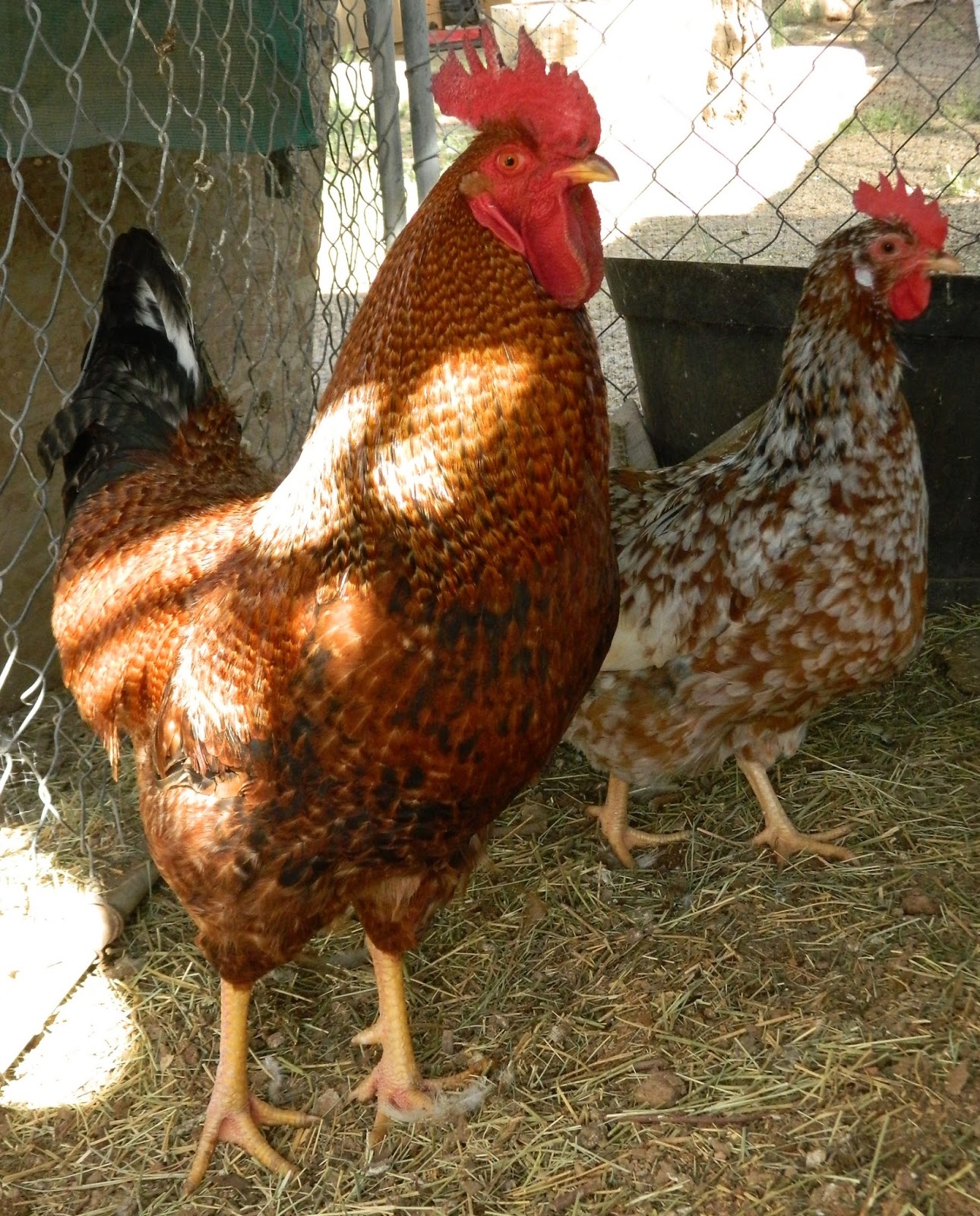 Aloha Chickens: Bielefelder Alohas?