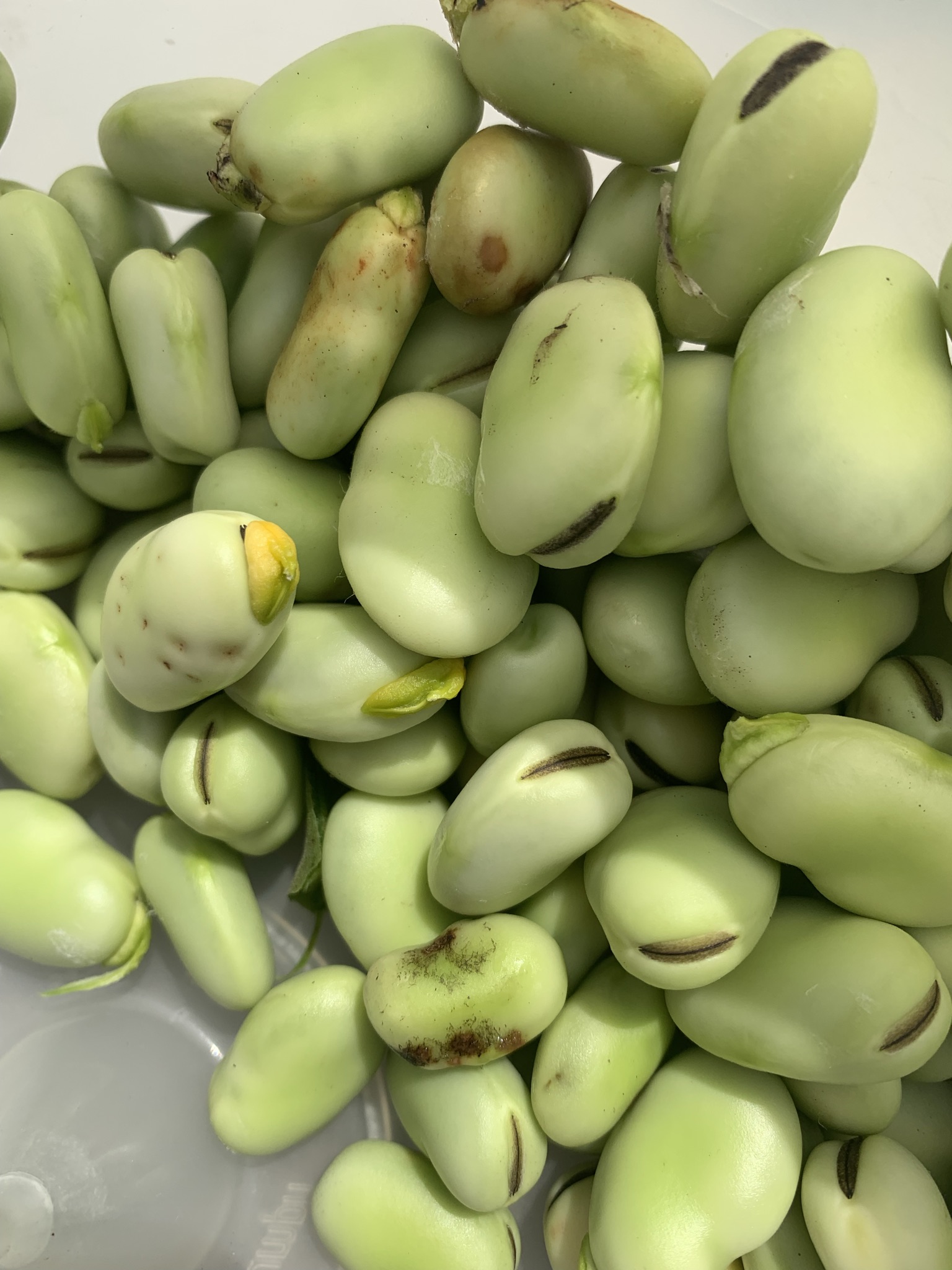 WashingtonGardener: Fenton Friday: Favalicious