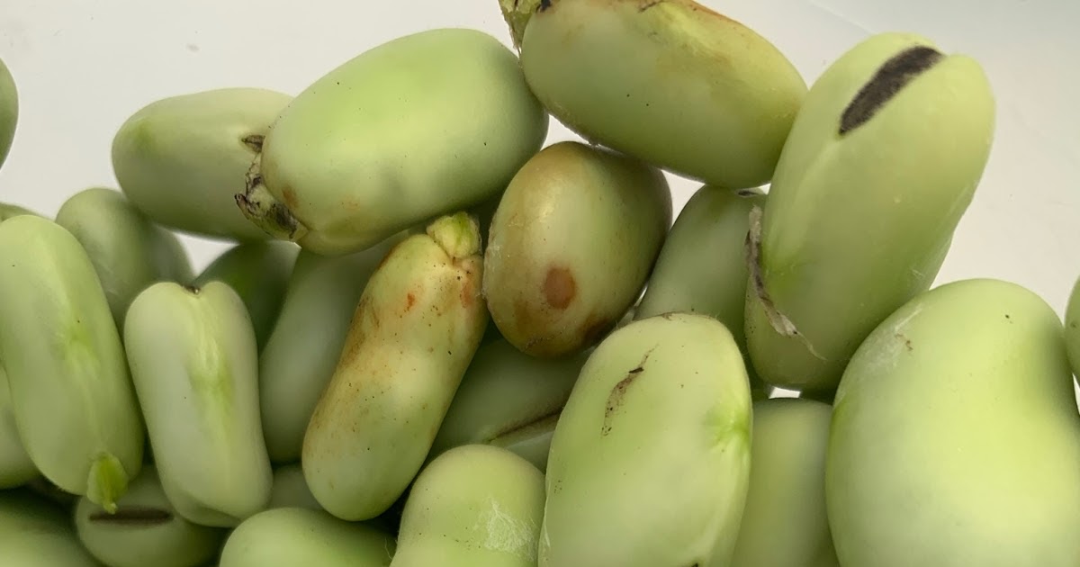 WashingtonGardener: Fenton Friday: Favalicious