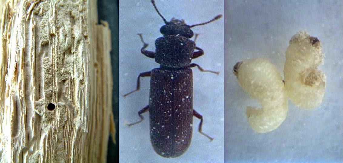 preservación de la madera: soluciones.