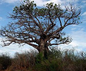 Terra Forming Terra: Iroka Tree Produces Soil Calcium Carbonate