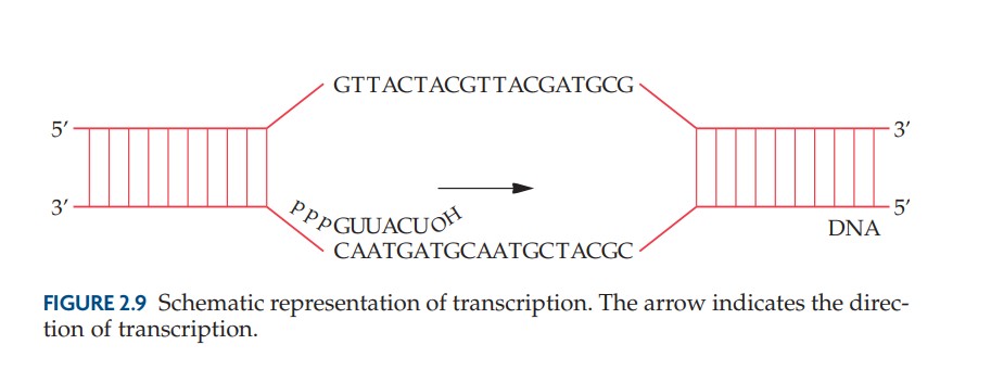 Processus moléculaire de l’expression génétique | BioEduc