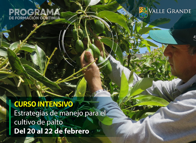 Cañete: Estrategias de manejo para el cultivo de palto - Curso Intensivo